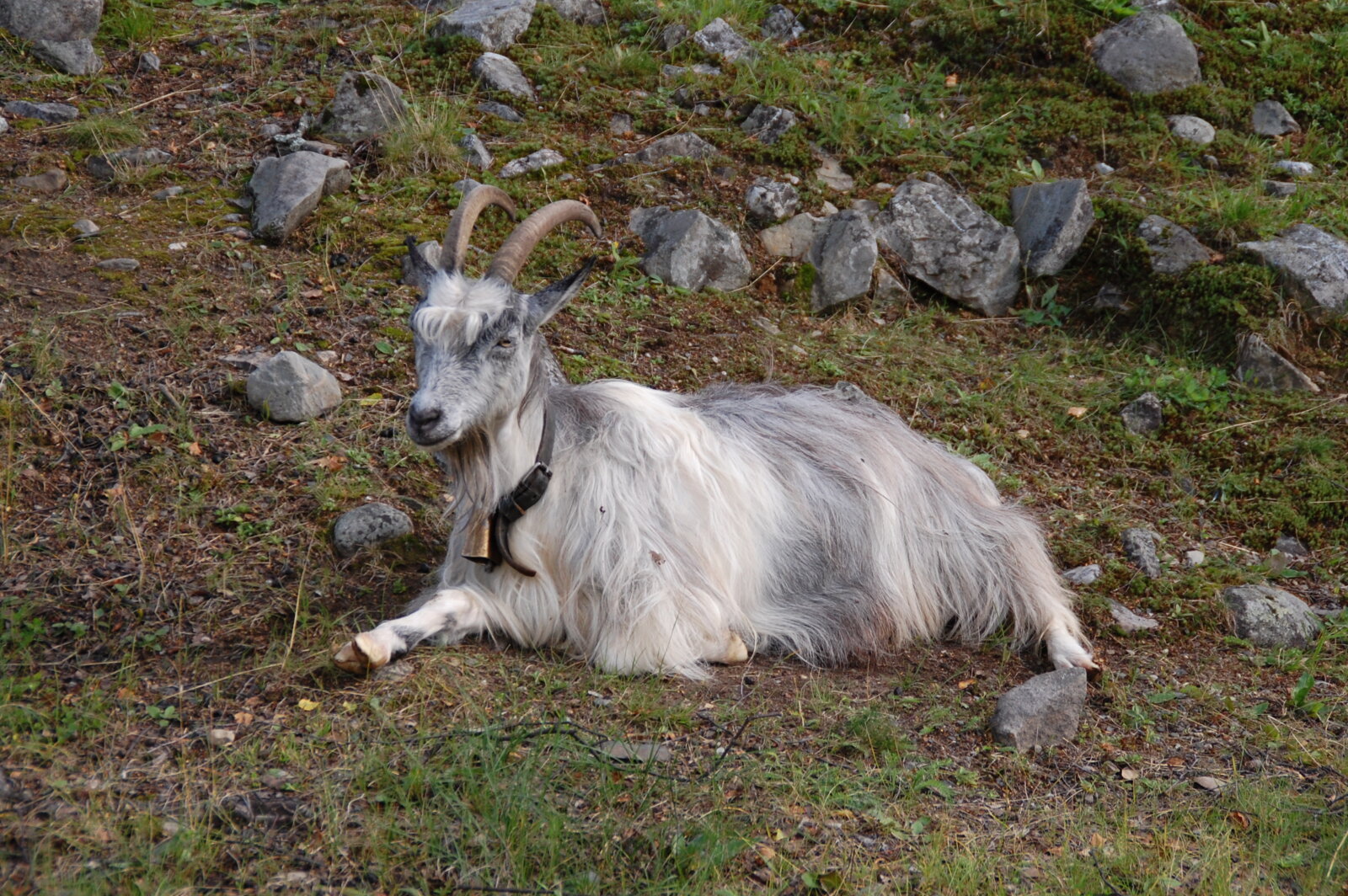 Geitebukk. Kåre Hosar